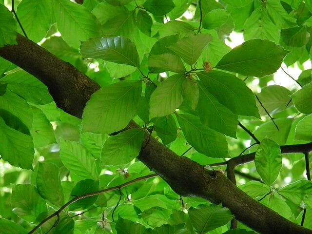 Diese heimischen Laubbaum-Arten musst du kennen!