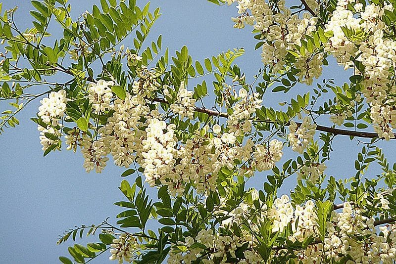 Diese heimischen Laubbaum-Arten musst du kennen!